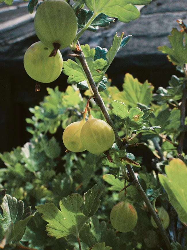 Why Amla is a Miracle Ingredient for Hair and Skin – It's Pure